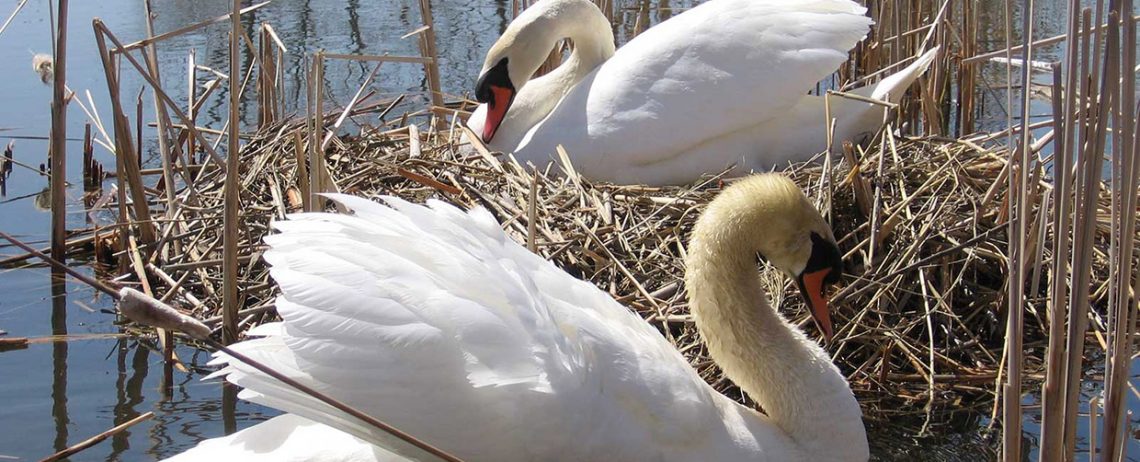 Birds of Tommy Thompson Park – Tommy Thompson Park | Leslie Street Spit