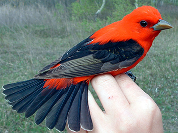 Tommy Thompson Park Bird Research Station