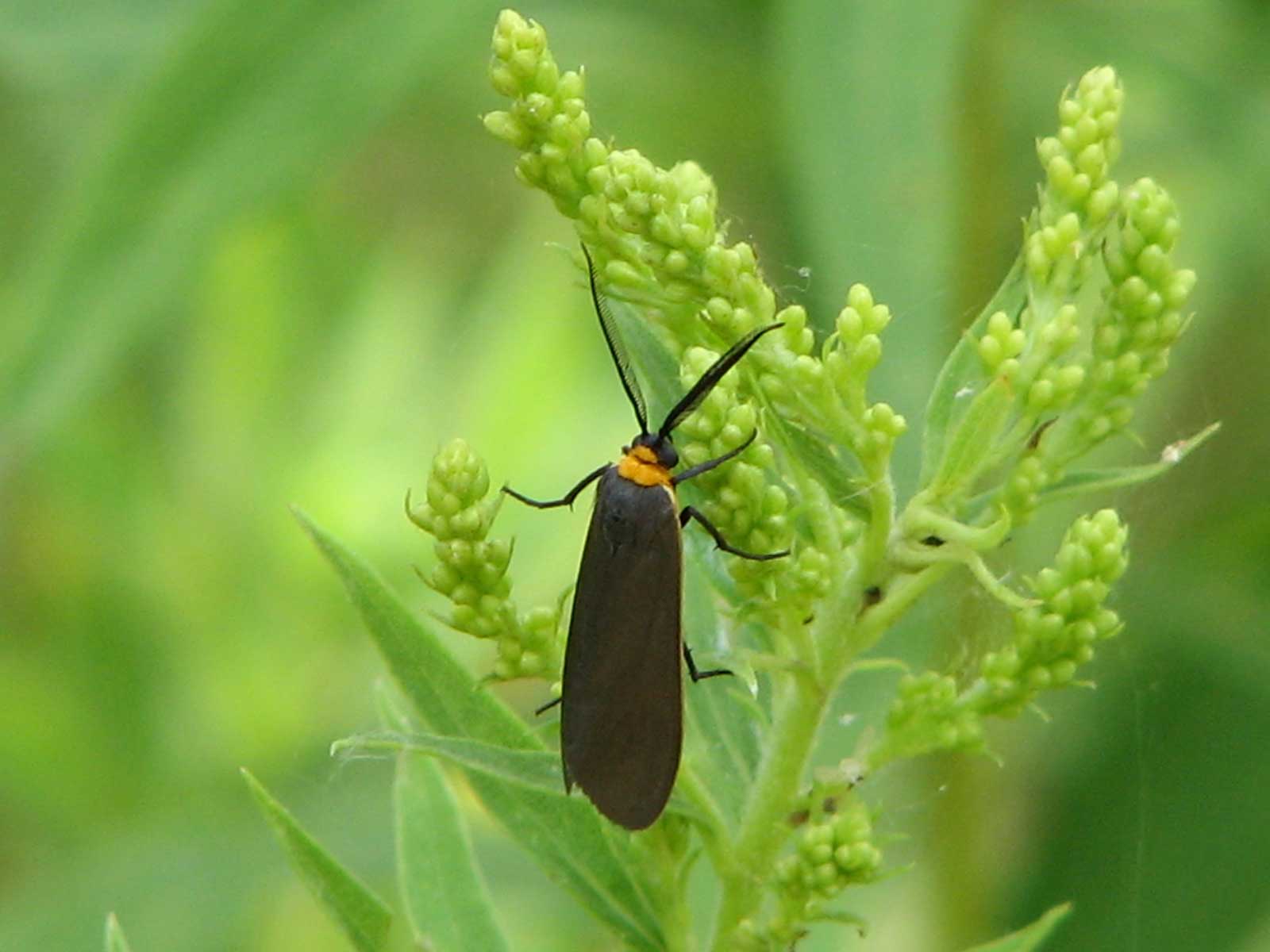 Yellow-collared Scape Moth – Tommy Thompson Park | Leslie Street Spit