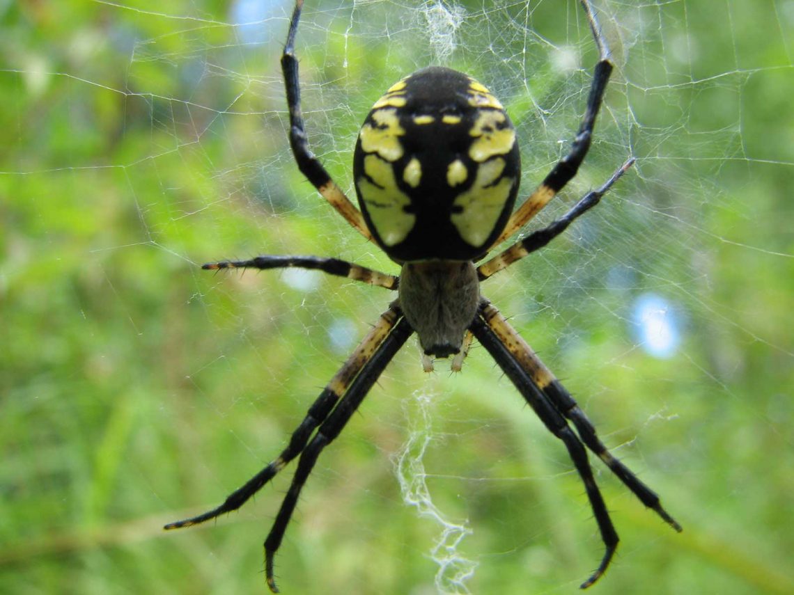 Argiope-aurantia Spider – Tommy Thompson Park | Leslie Street Spit