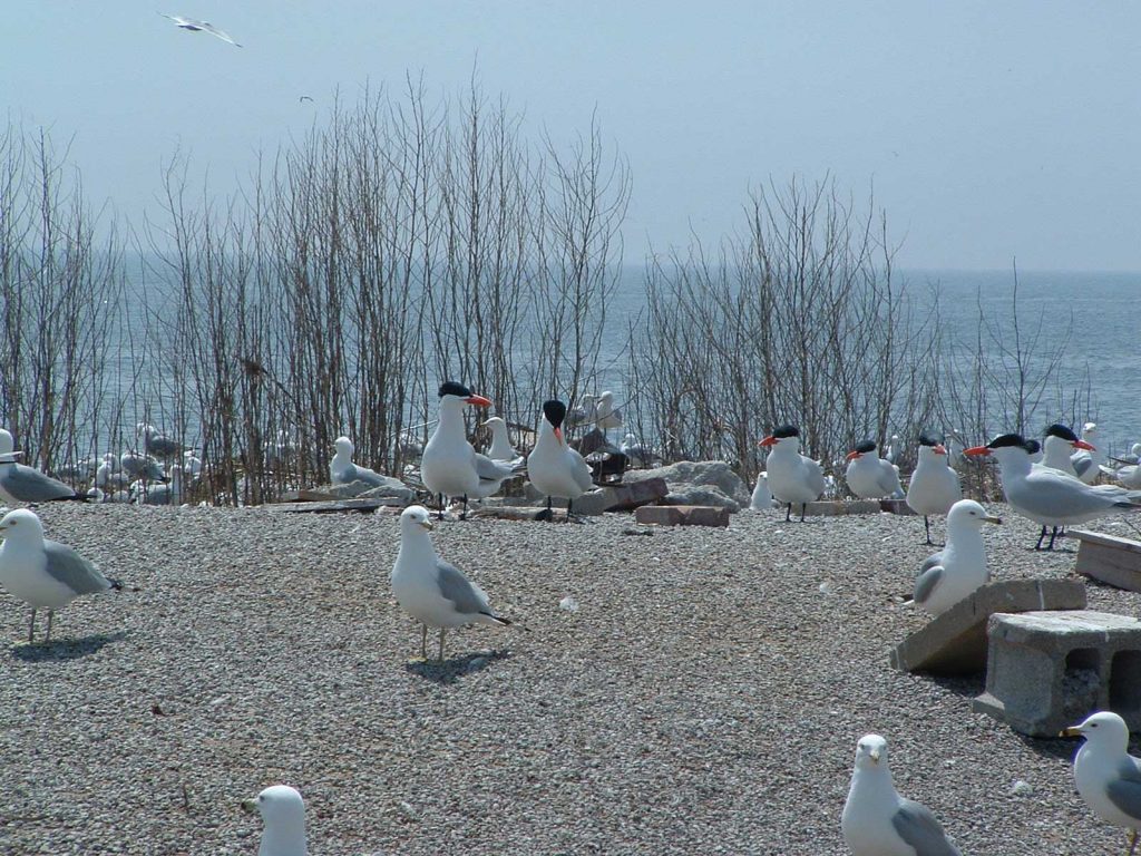 Birds on the Lake Ontario shoreline – Tommy Thompson Park | Leslie ...