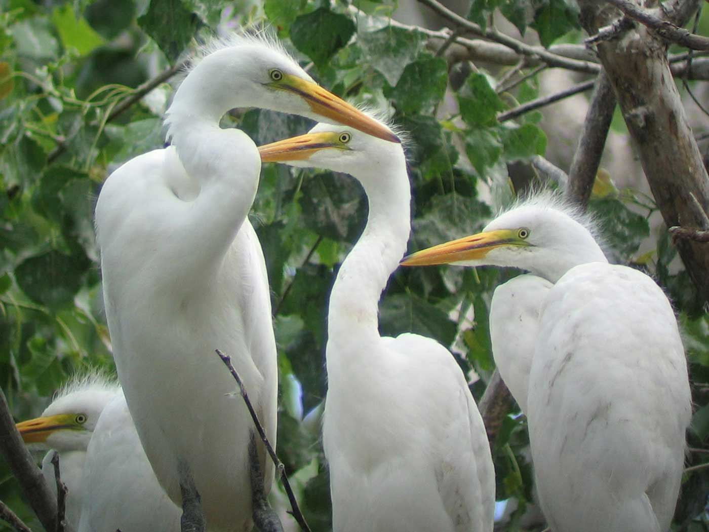 Birds – Great Egret – Tommy Thompson Park | Leslie Street Spit