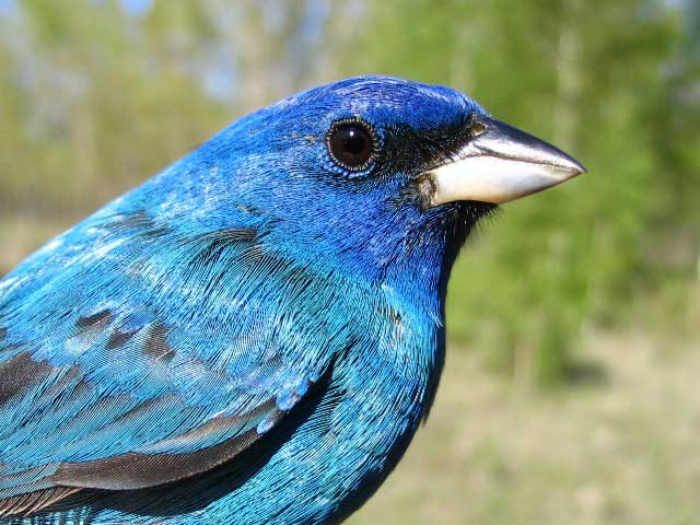 A bird – Indigo Bunting – Tommy Thompson Park | Leslie Street Spit