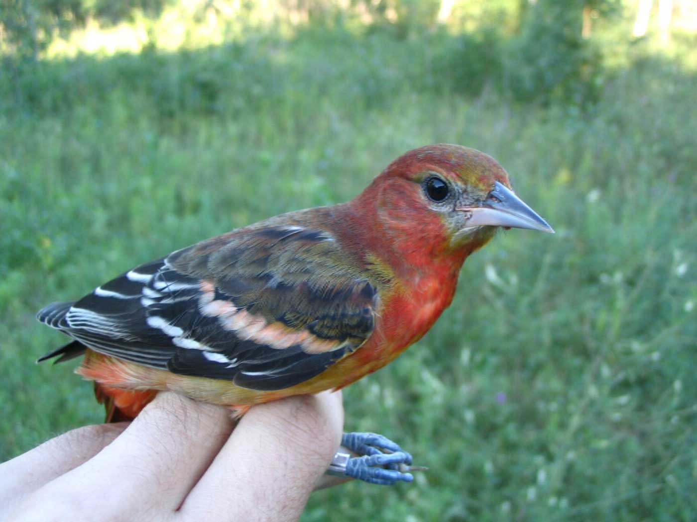 An oriole bird – Tommy Thompson Park | Leslie Street Spit