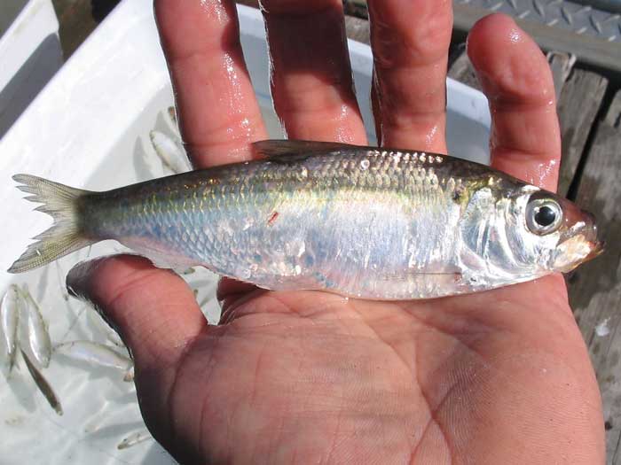 A alewife fish – Tommy Thompson Park | Leslie Street Spit