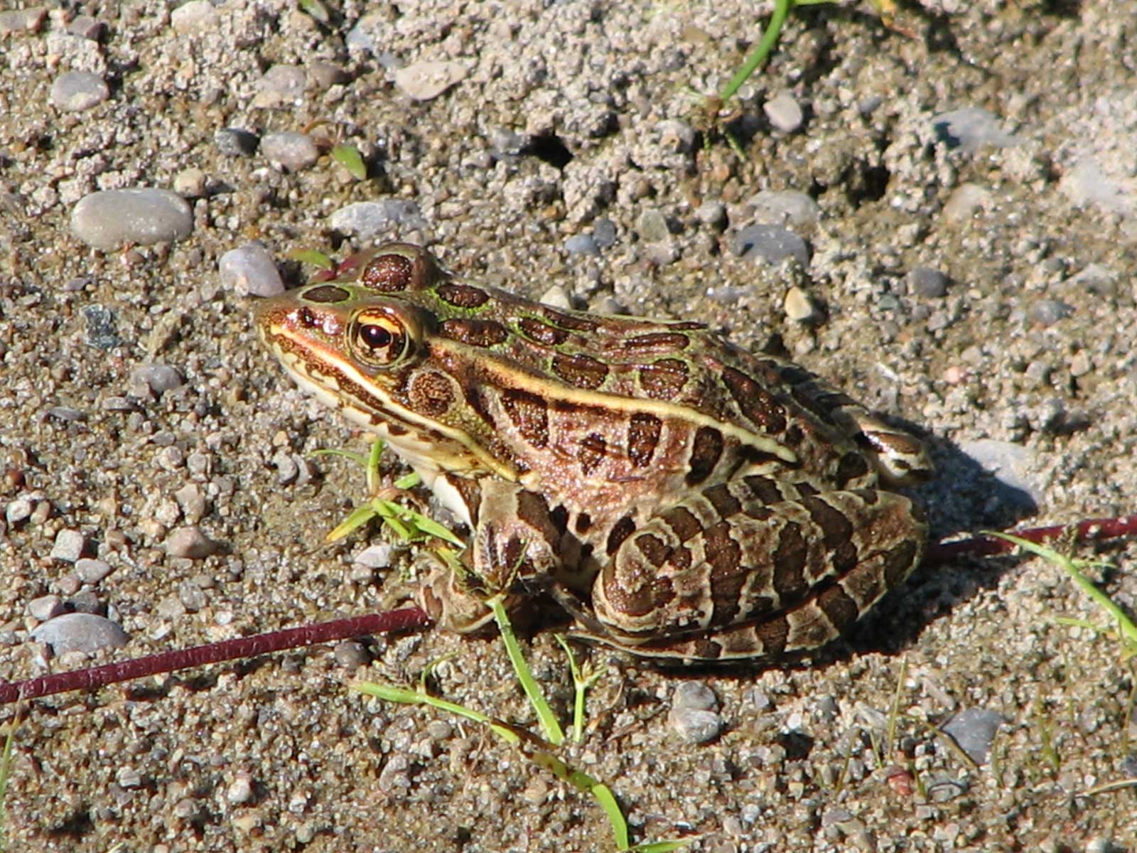 A frog – Tommy Thompson Park | Leslie Street Spit