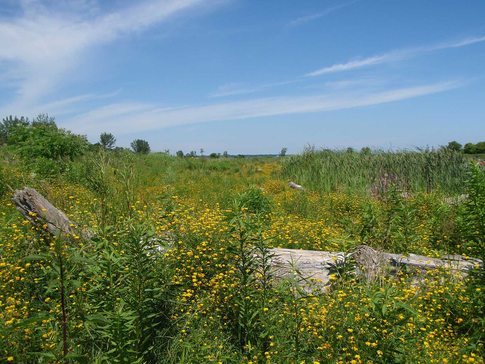 Vegetation Communities of Tommy Thompson Park