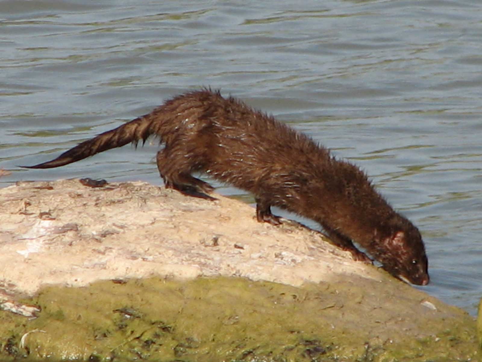 A mink on the shoreline – Tommy Thompson Park | Leslie Street Spit