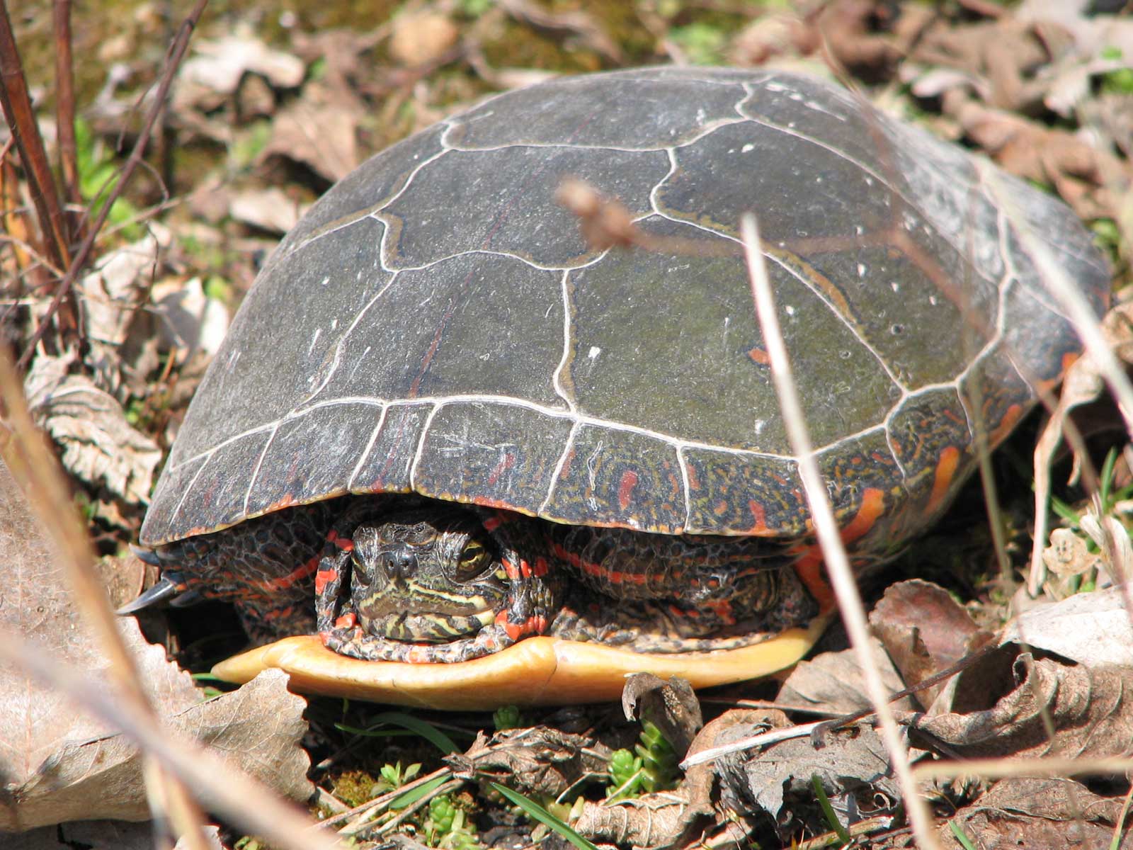 A painted turtle – Tommy Thompson Park | Leslie Street Spit