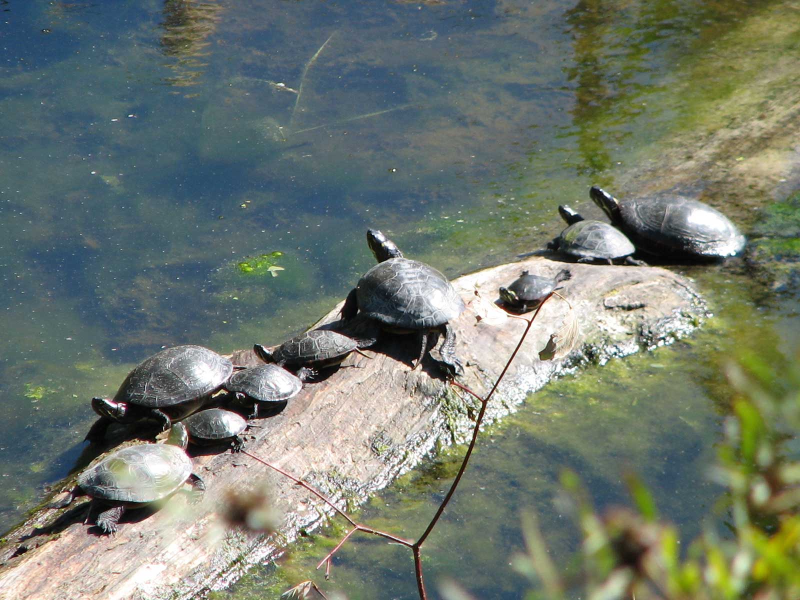 Turtles on a log – Tommy Thompson Park | Leslie Street Spit